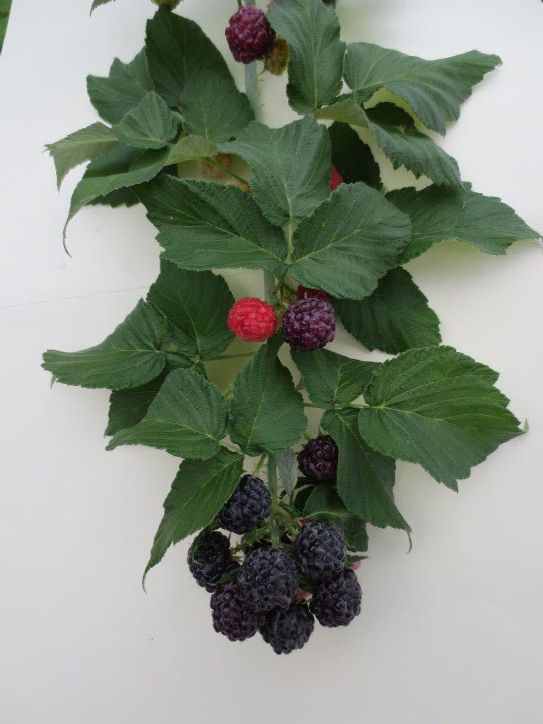 Black Raspberry — Edible Landscaping