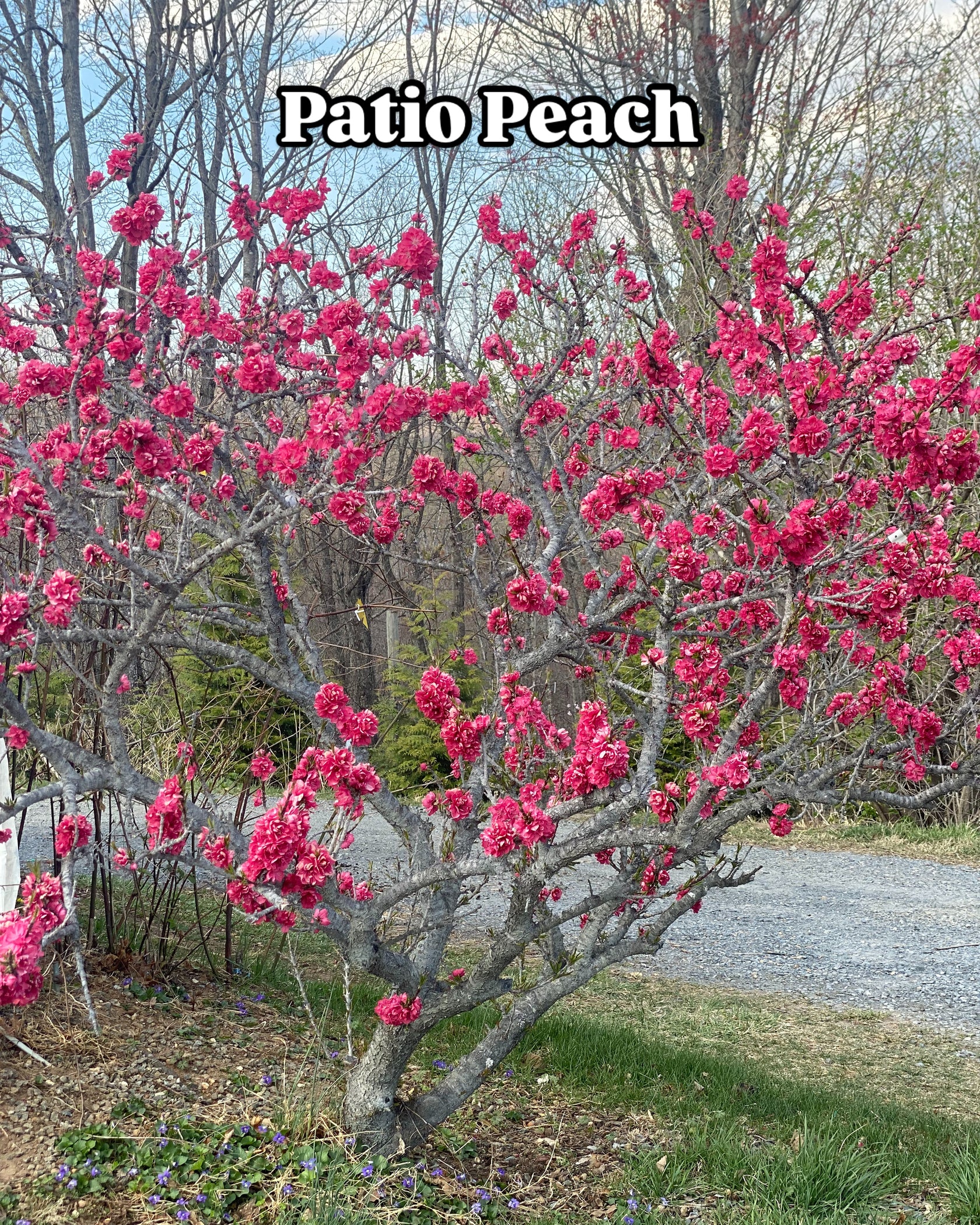 Flory Patio Peach — Edible Landscaping