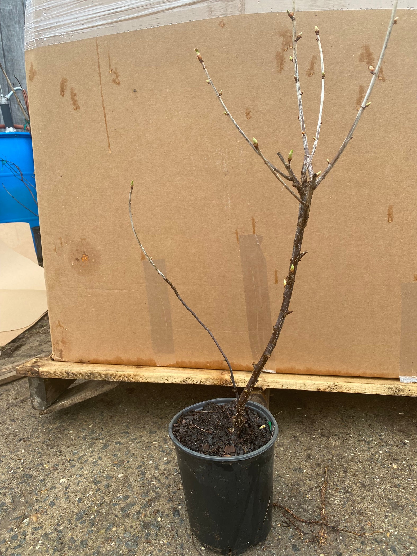 Josta Berry Black aka Jostaberry — Edible Landscaping