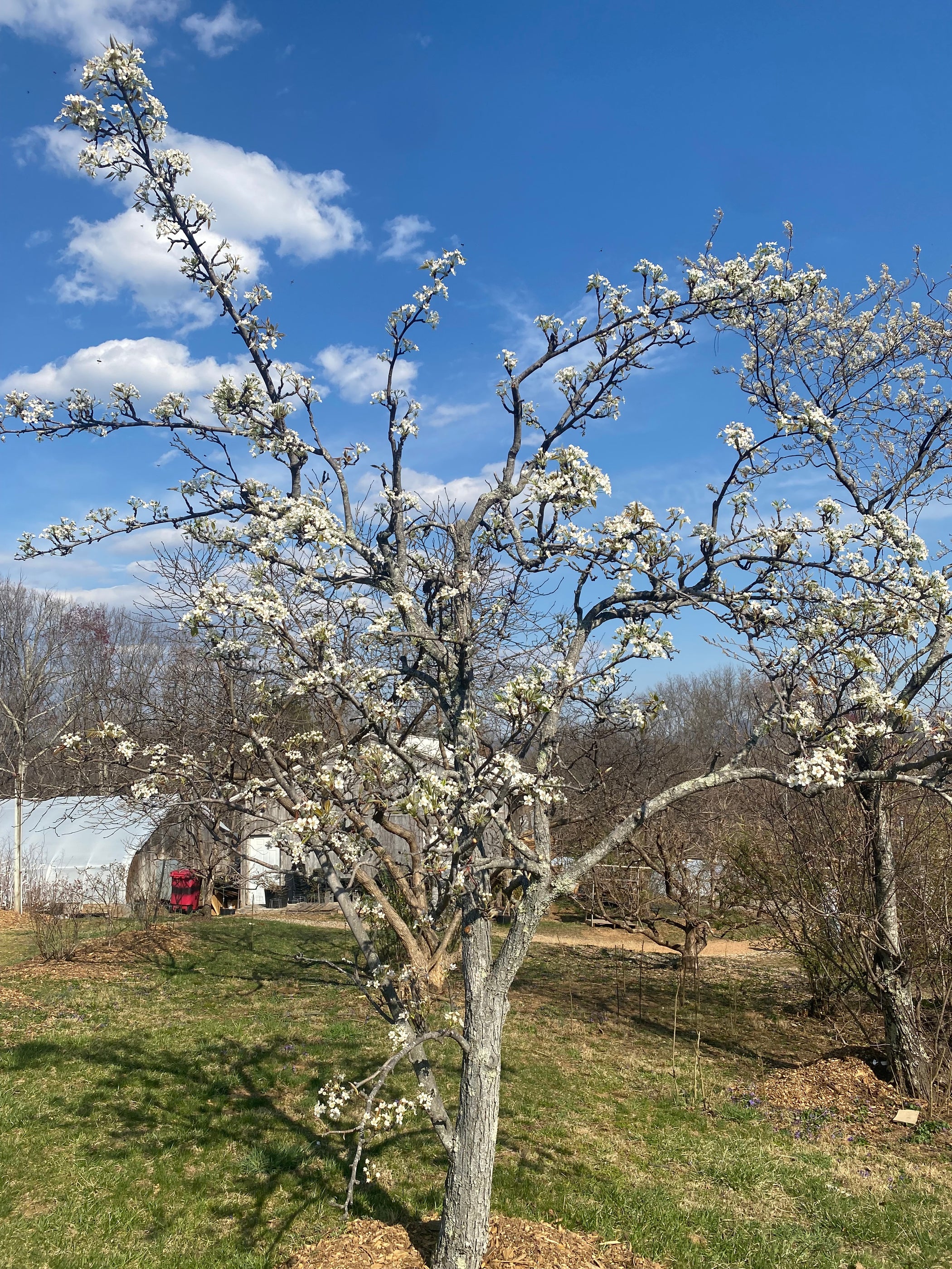 Korean Giant Pear — Edible Landscaping