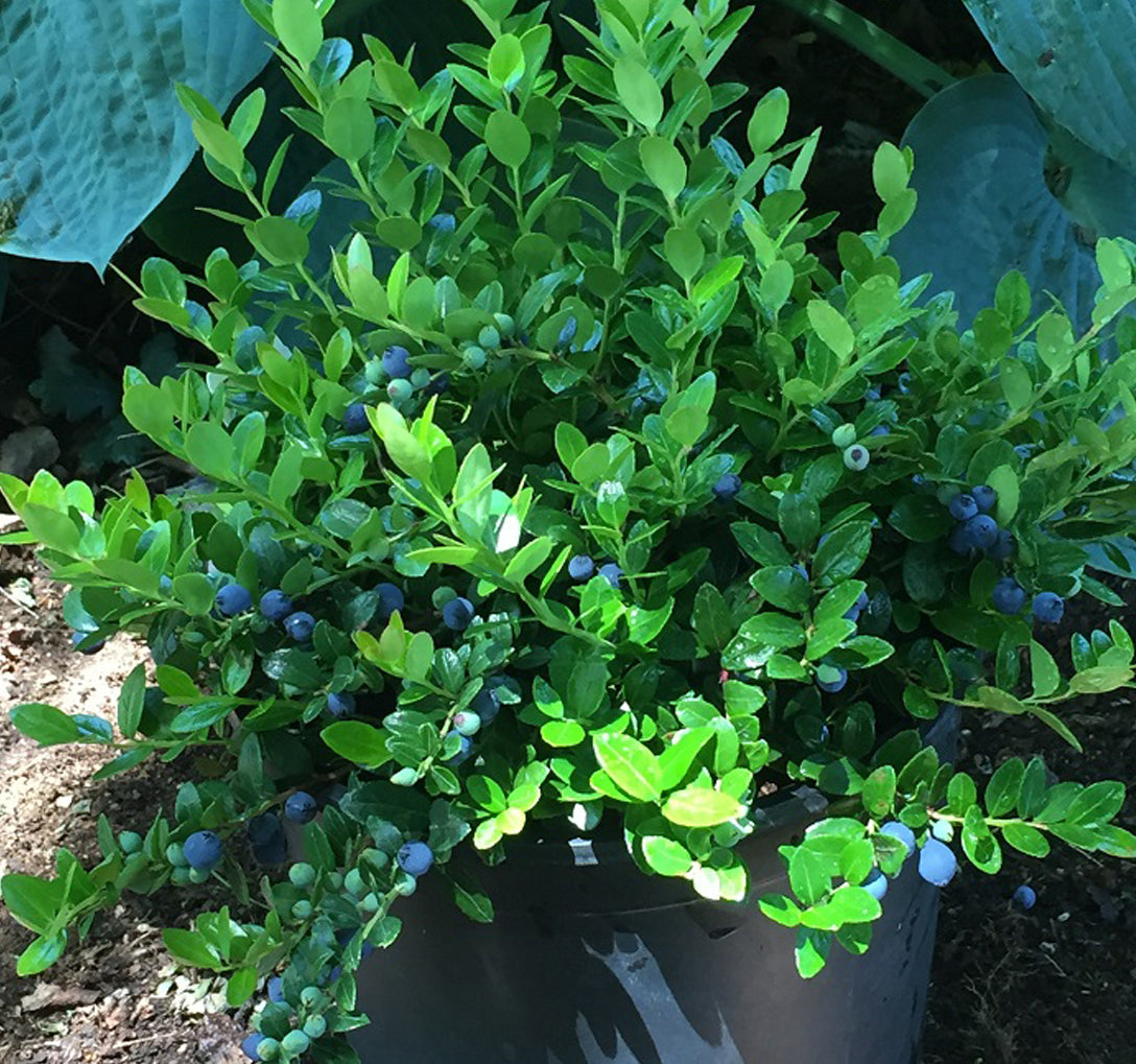 Berried Treasure Box Huckleberry — Edible Landscaping