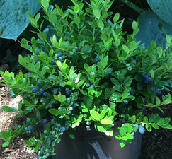 Berried Treasure Box Huckleberry — Edible Landscaping