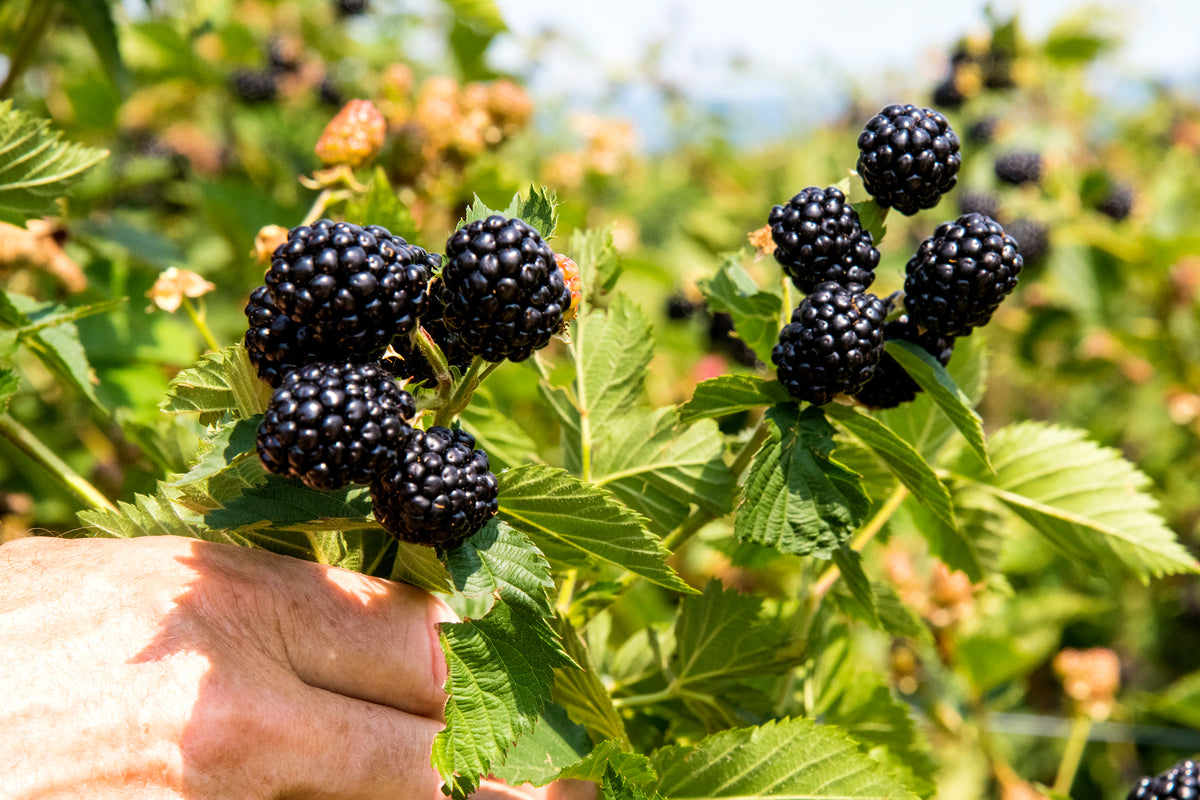 Ponca Thornless Blackberry — Edible Landscaping