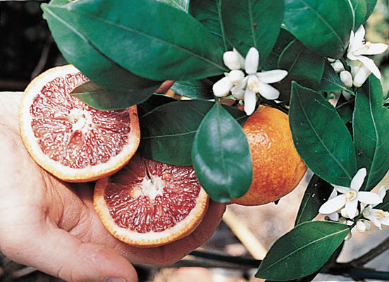 Moro Blood Orange — Edible Landscaping