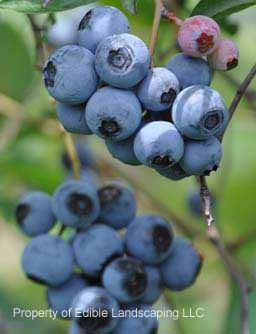 Powderblue Blueberry — Edible Landscaping