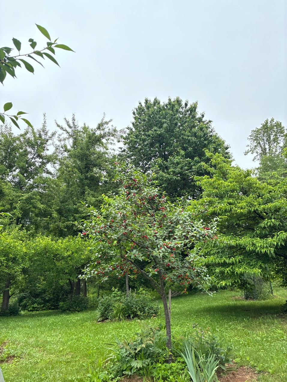 Northstar Cherry — Edible Landscaping
