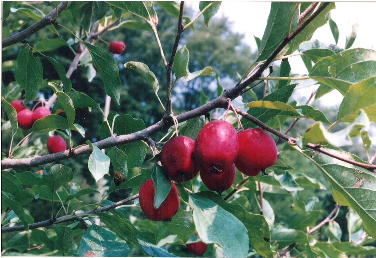 Dolgo Crabapple — Edible Landscaping