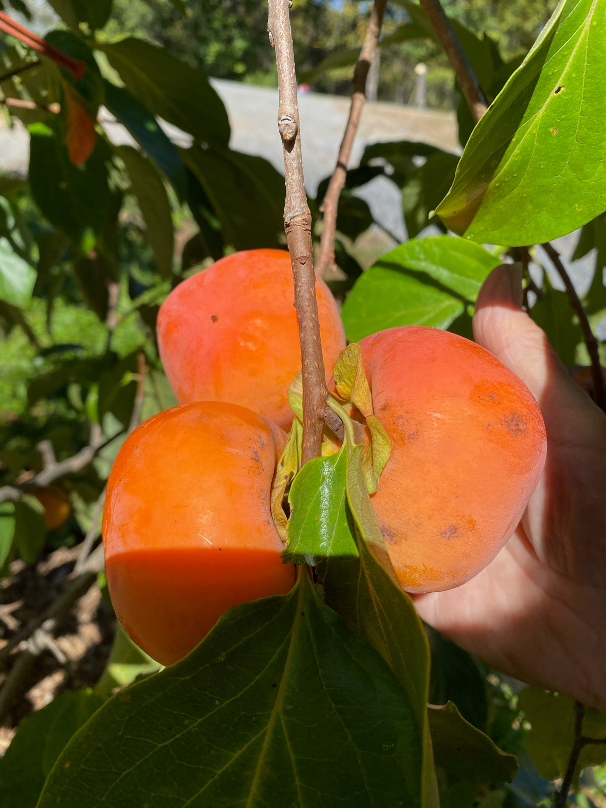 Fire Crystal Persimmon — Edible Landscaping