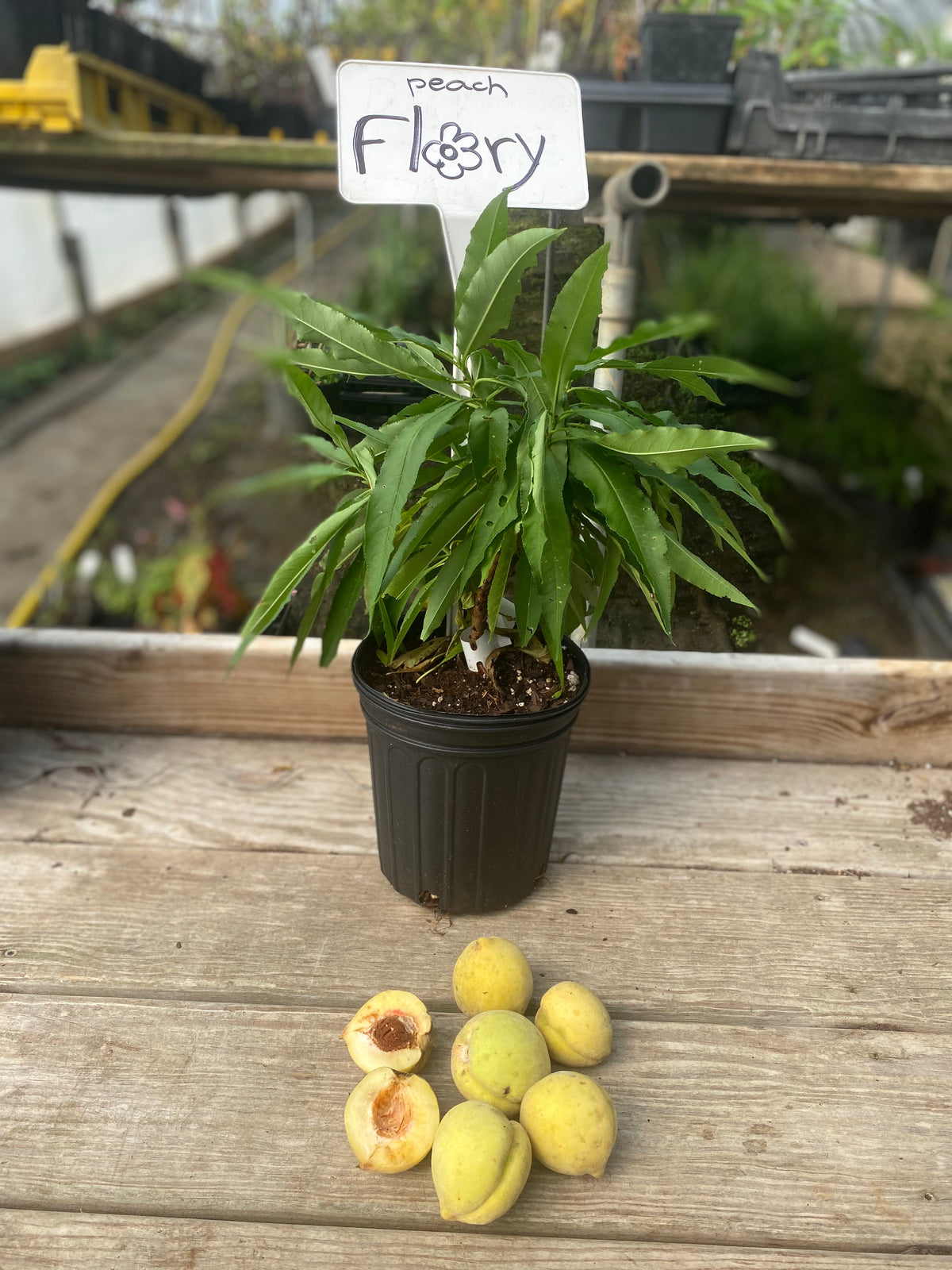 Flory Patio Peach — Edible Landscaping