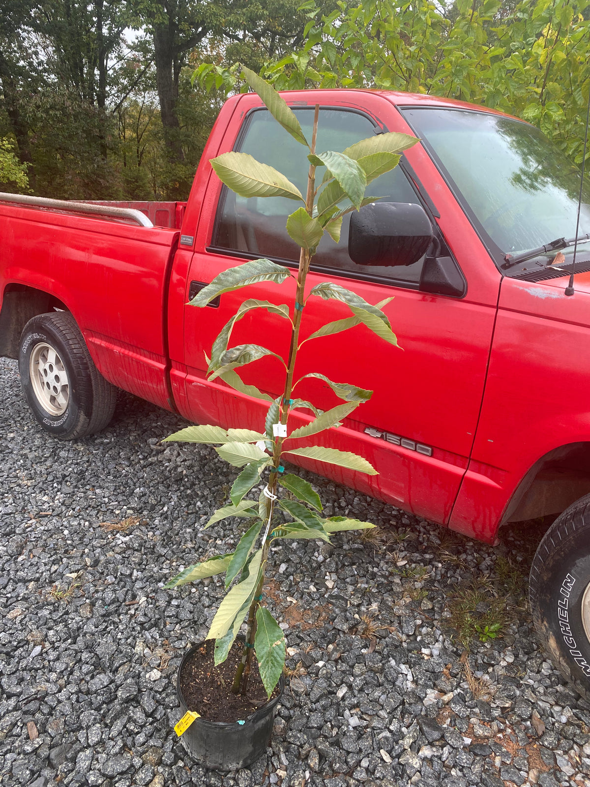 Homestead Chinese Chestnut — Edible Landscaping