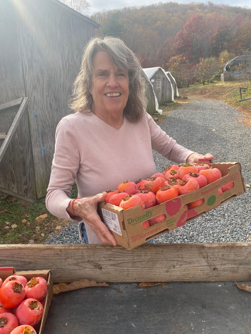 Nikita's Gift Persimmon — Edible Landscaping