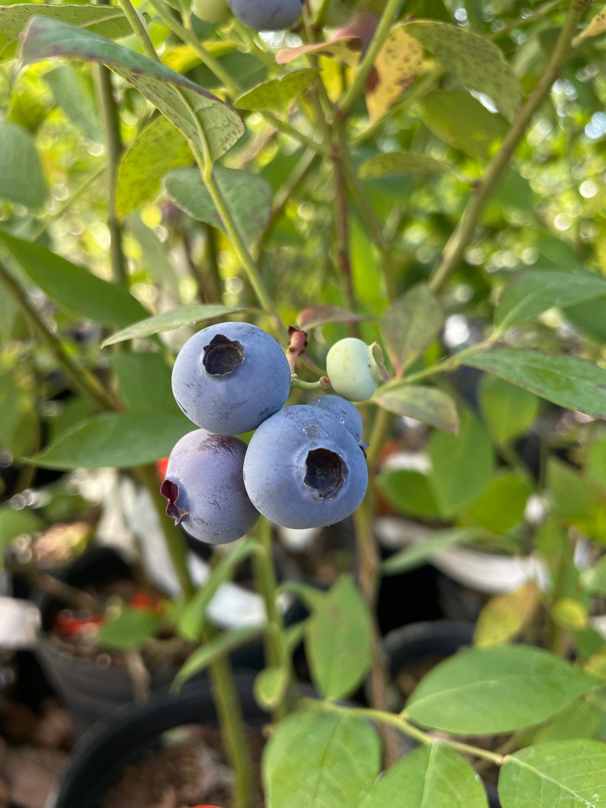 Sweetheart Blueberry — Edible Landscaping