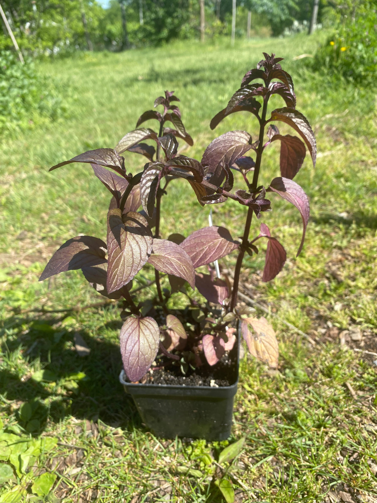 Peppermint — Edible Landscaping
