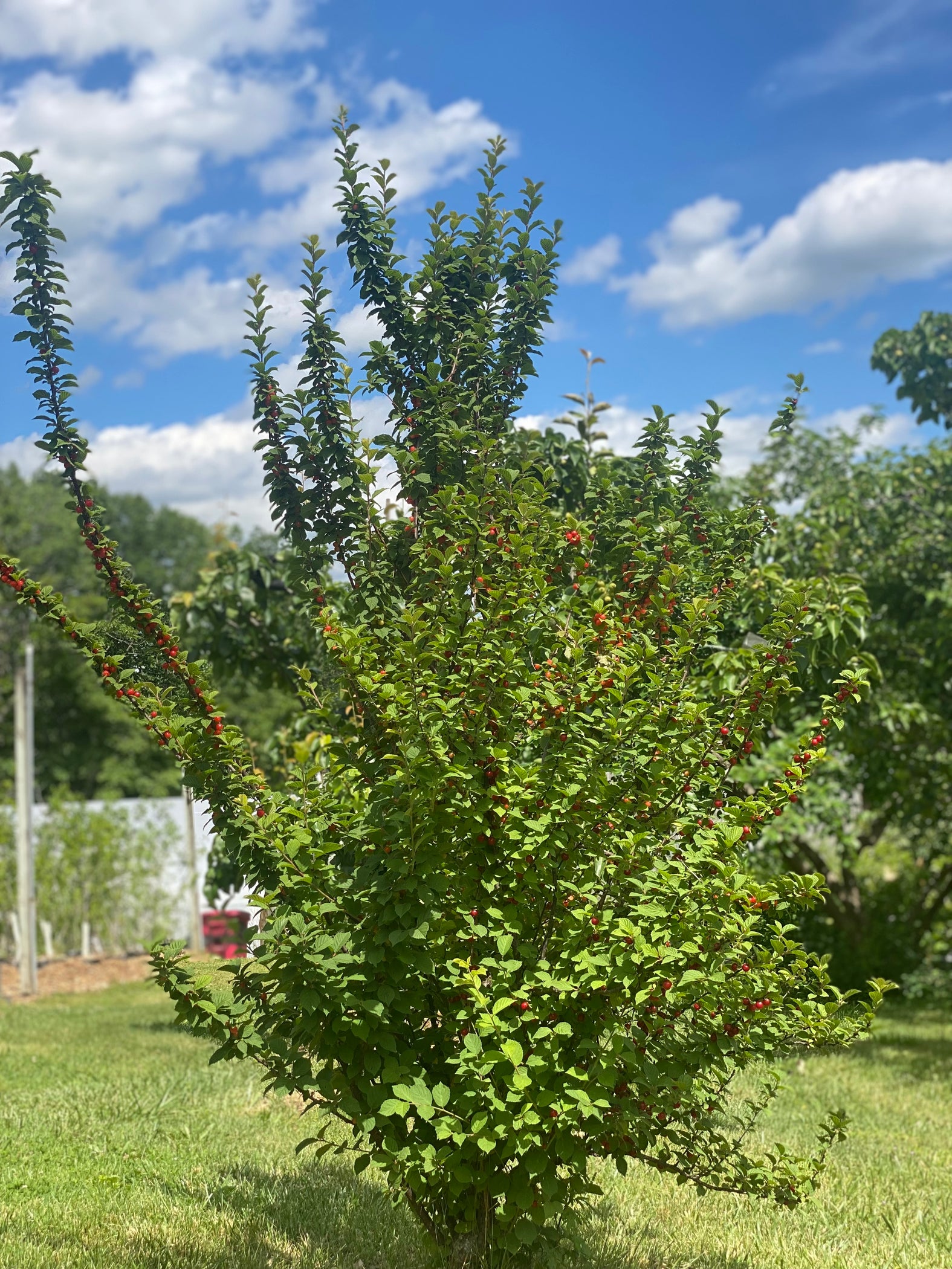 Cheropugy Nanking Red Bush Cherry — Edible Landscaping