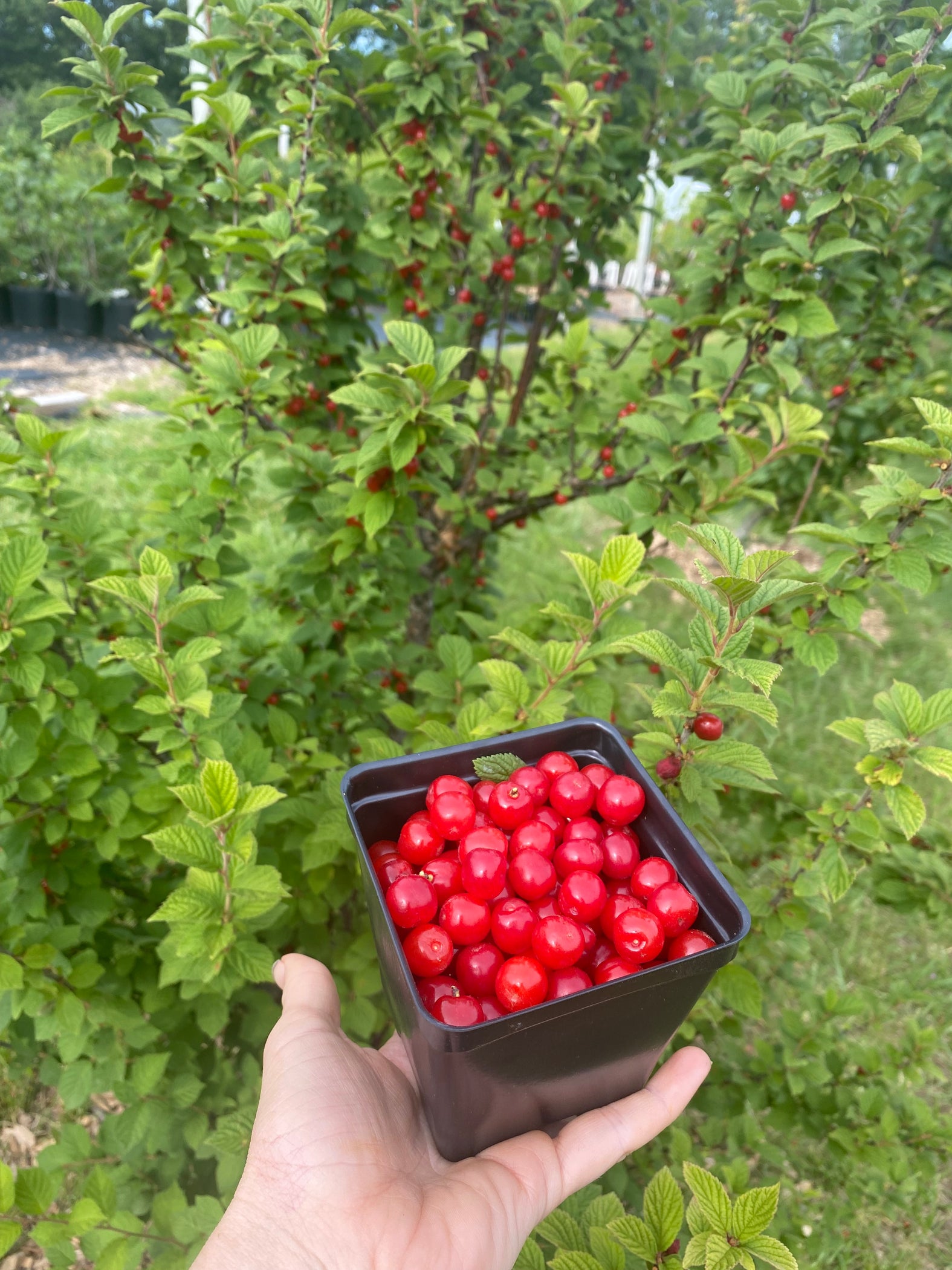 Cheropugy Nanking Red Bush Cherry — Edible Landscaping