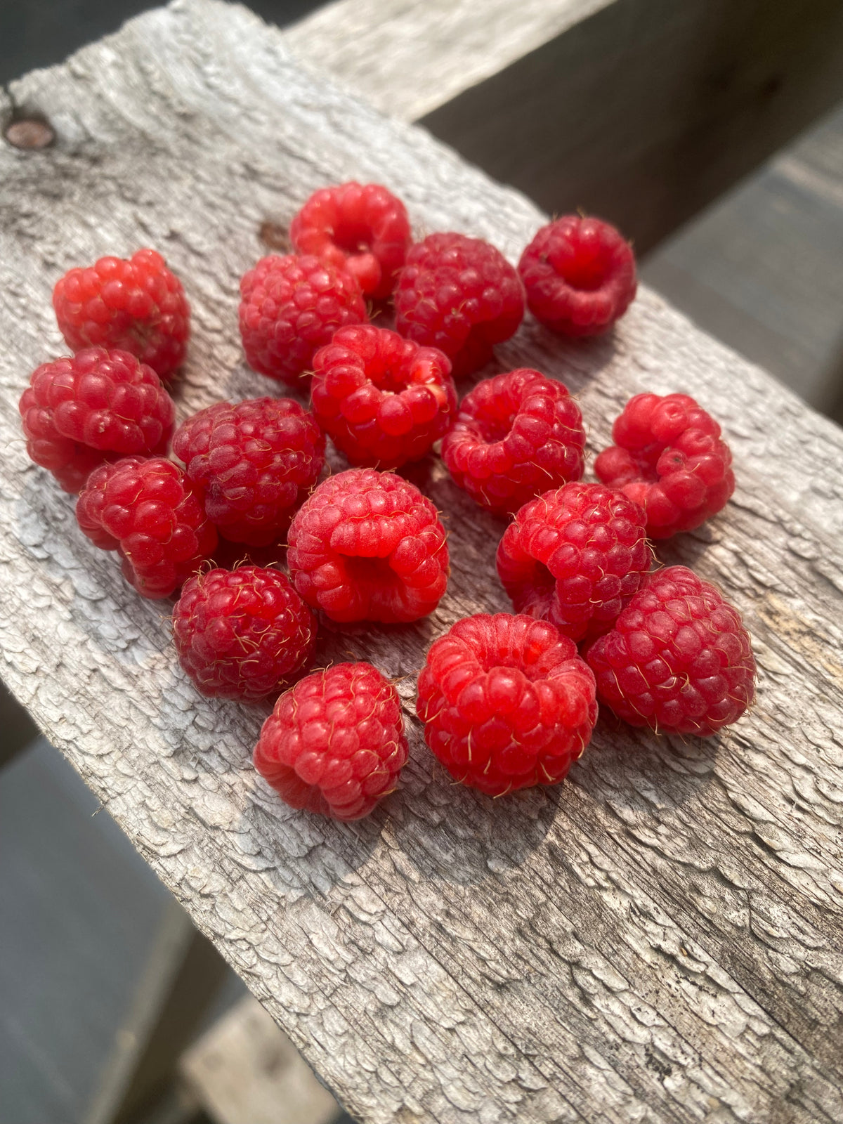 Polka Raspberry — Edible Landscaping