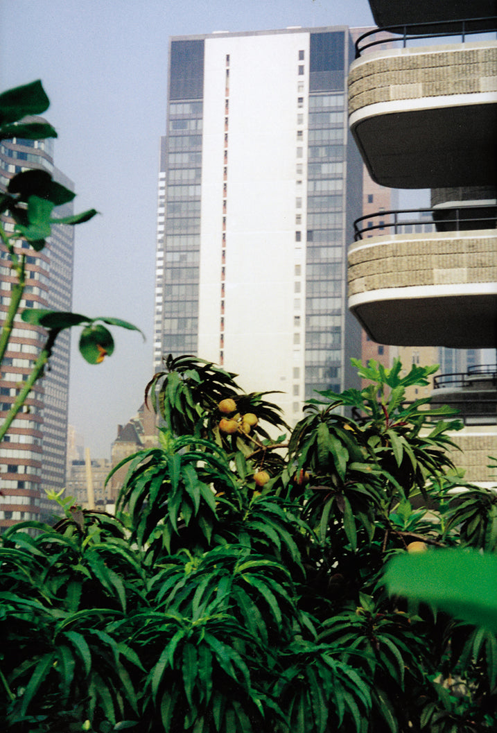 Flory Patio Peach — Edible Landscaping