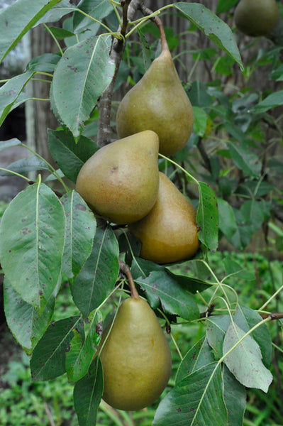 Harrow Sweet Pear – Edible Landscaping