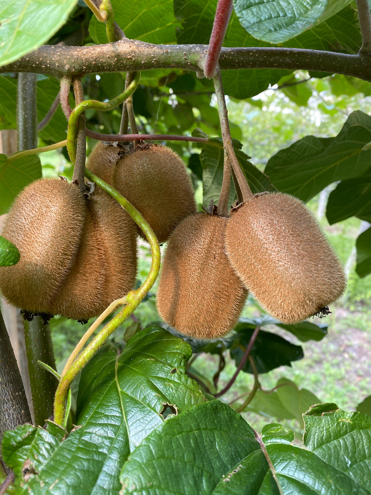 Saanichton Fuzzy Female Kiwi — Edible Landscaping