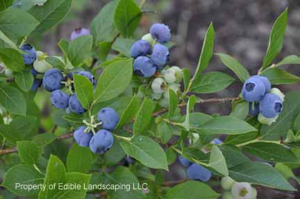 Reka Blueberry PP#06700 — Edible Landscaping