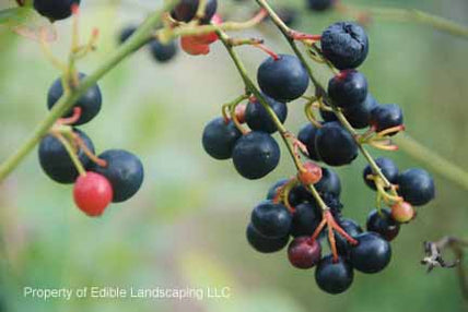 Blueberry — Edible Landscaping