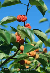 Seedless Che — Edible Landscaping