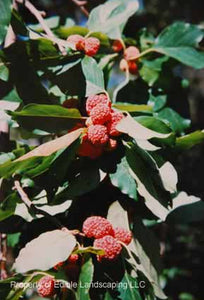 Seedless Che — Edible Landscaping