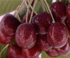 Sweetheart Cherry Tree