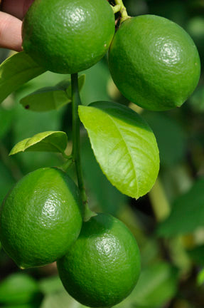 Bearss Lime — Edible Landscaping