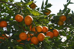Louisiana Sweet Orange aka Hamlin — Edible Landscaping