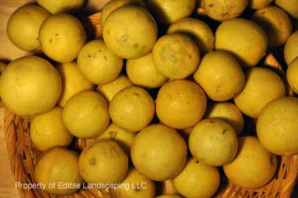 Thornless Key Lime – Edible Landscaping