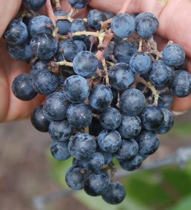Cynthiana aka Norton Grape – Edible Landscaping