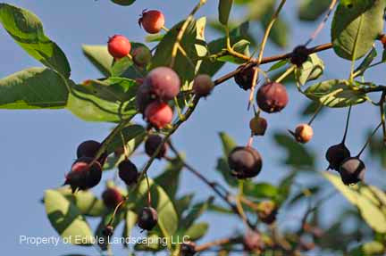 Princess Diana Juneberry – Edible Landscaping