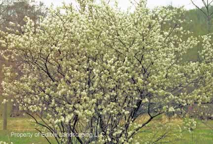 Princess Diana Juneberry – Edible Landscaping