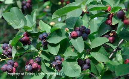 Success Juneberry — Edible Landscaping