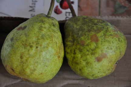 Green Jade Pear — Edible Landscaping