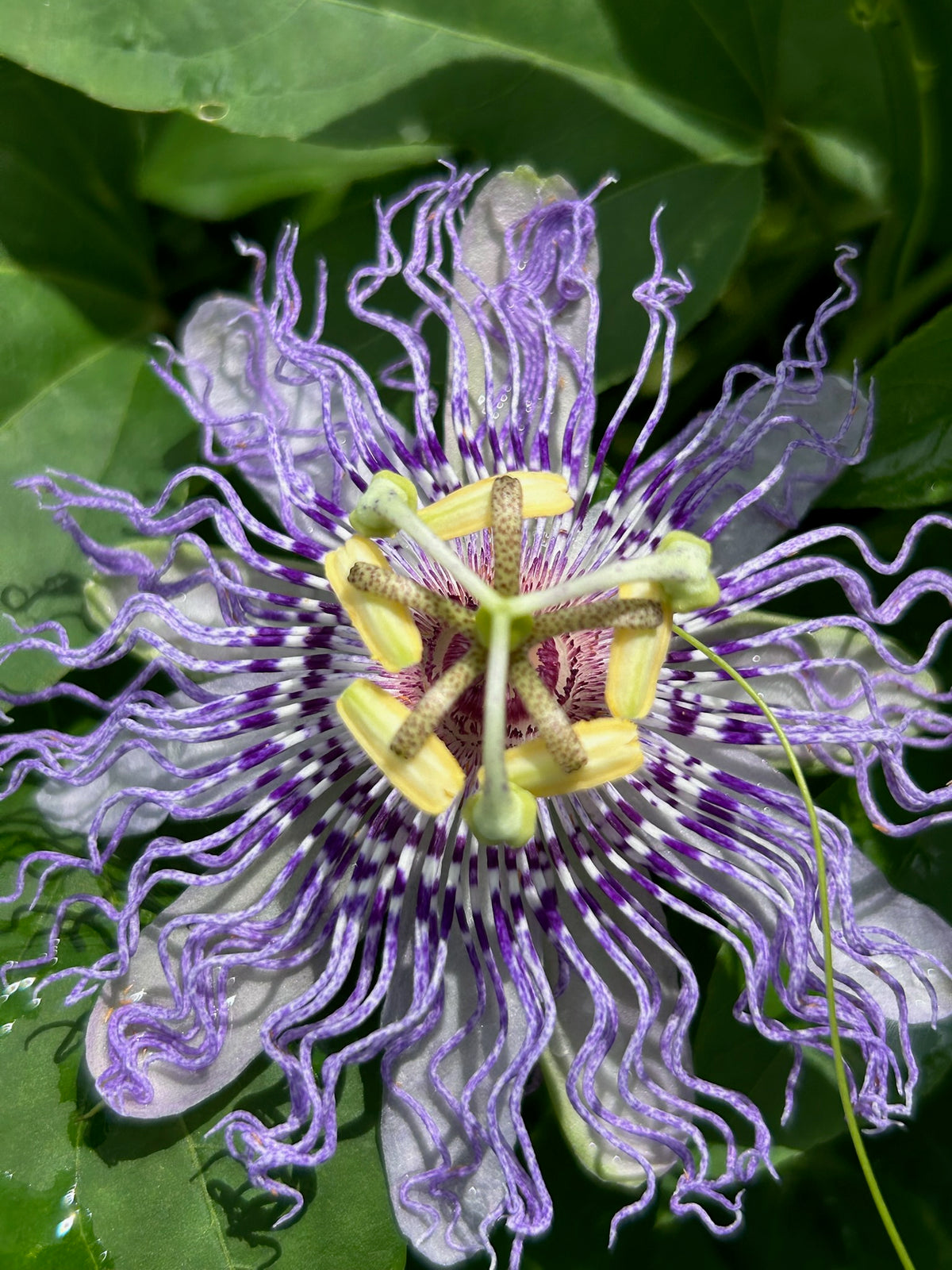 Passion Flower aka Maypop — Edible Landscaping