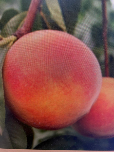 Red Skin Peach – Edible Landscaping