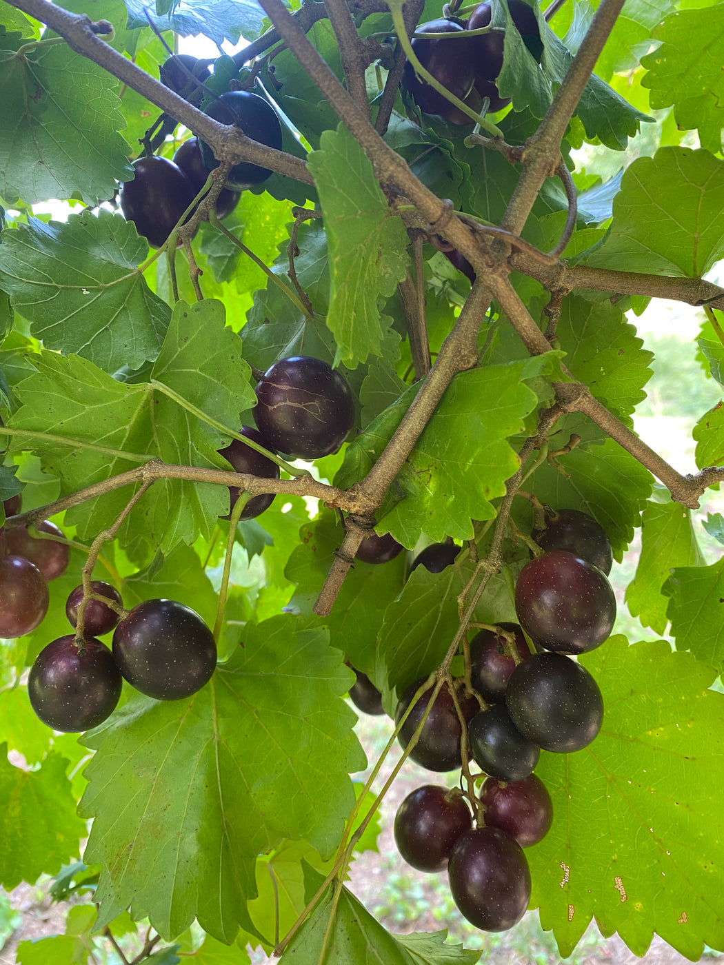 Sugargate Grape — Edible Landscaping