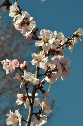 Halls Hardy Almond — Edible Landscaping