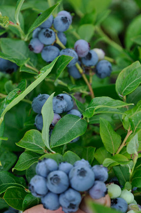Blueberry Plant