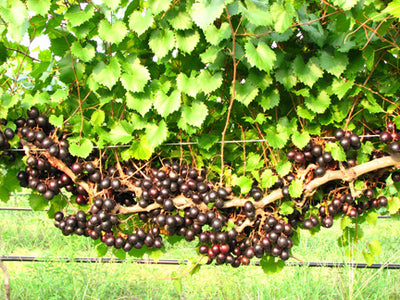 Delicious Muscadine Grape — Edible Landscaping