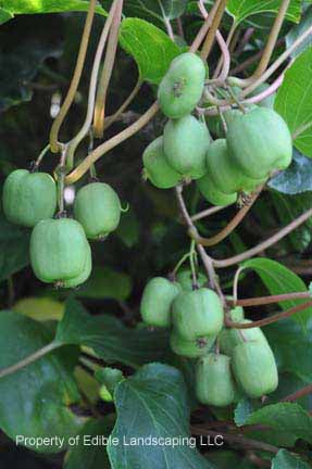 Anna Female Kiwi — Edible Landscaping