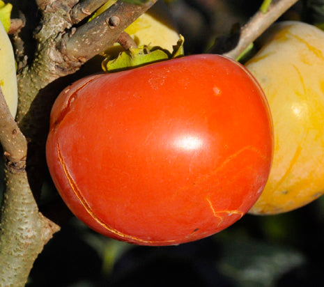 Nikita's Gift Persimmon — Edible Landscaping