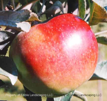 Enterprise Apple — Edible Landscaping