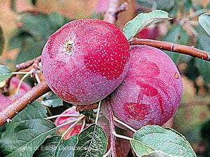 William's Pride Apple — Edible Landscaping
