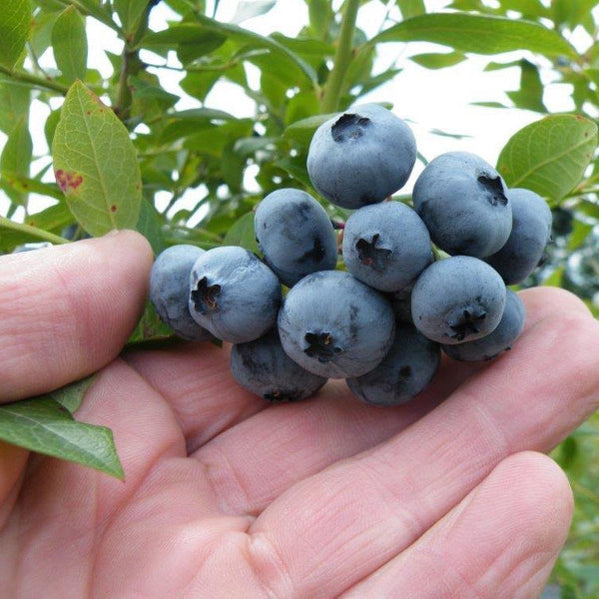 Blueberry — Edible Landscaping