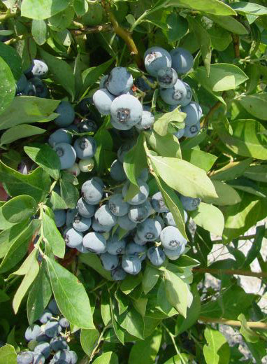 Ochlockonee Blueberry – Edible Landscaping