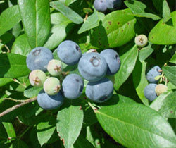 Vernon Blueberry — Edible Landscaping