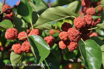 Seedless Che — Edible Landscaping